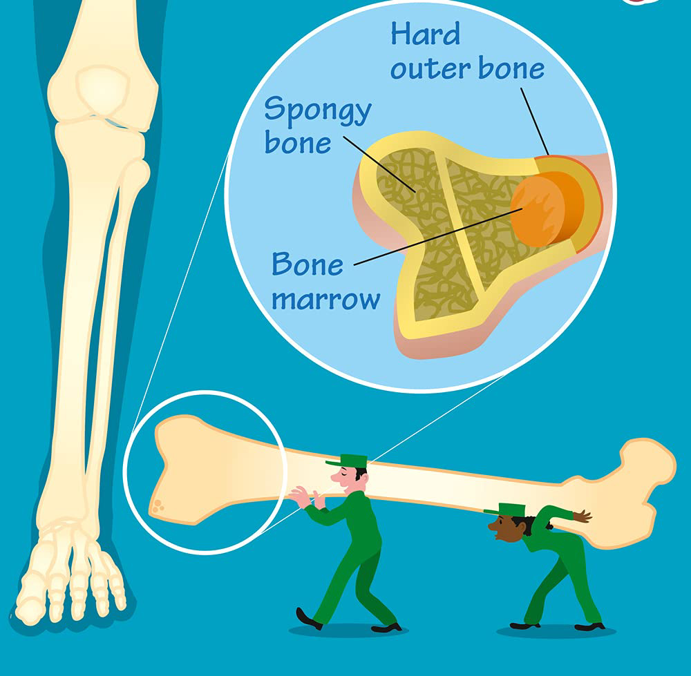 Story box toys and books. Human Body (Collins Children’s Poster)